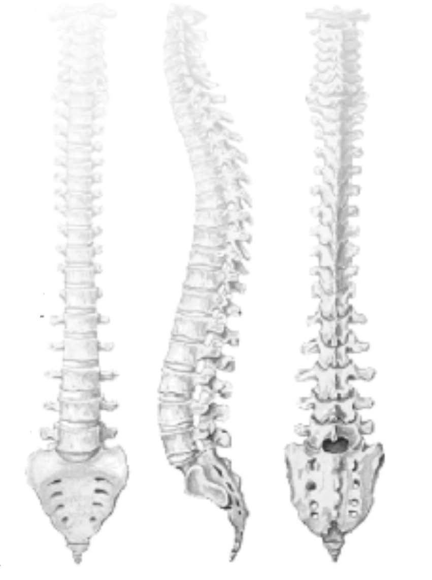 Menjaga Kesehatan Tulang Punggung - Komunita