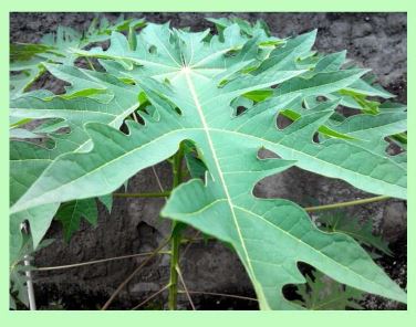 DAUN PEPAYA, SI PAHIT YANG AMPUH - Komunita